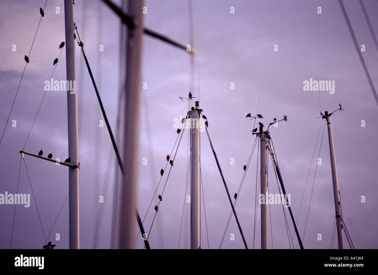 Bird migration for yachtsmen the problem of bird droppings on decks ...