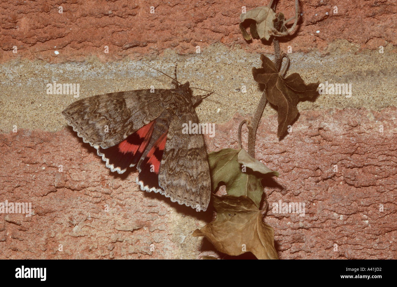 Red underwing moth hi-res stock photography and images - Alamy