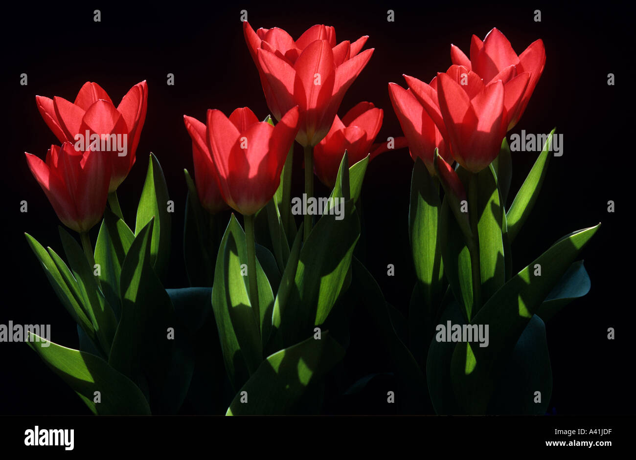 Tulips dramatic lighting hi-res stock photography and images - Alamy
