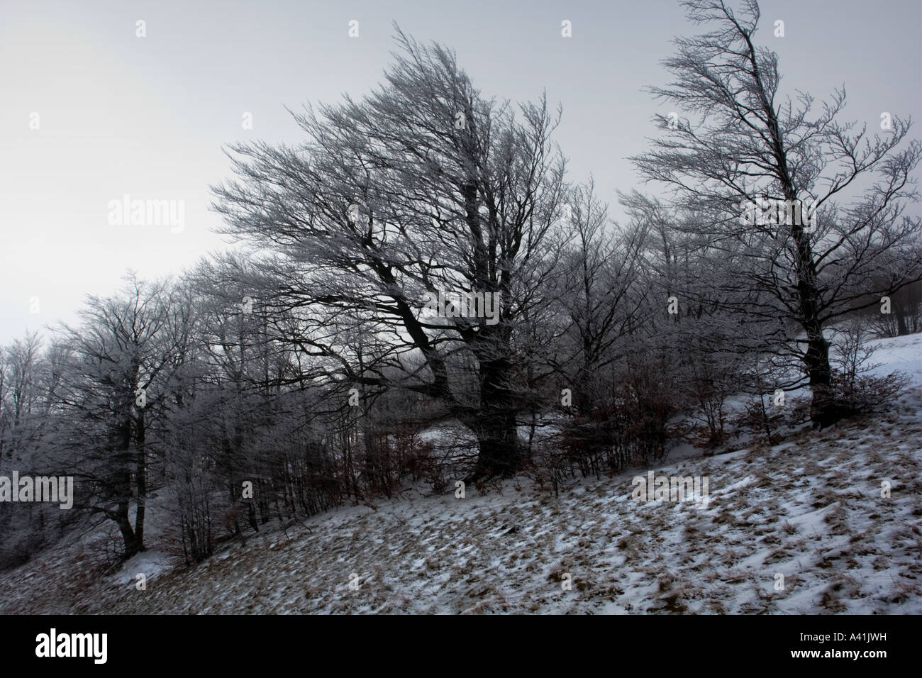 Winter snowscape, overcast weather in sparse woodland Stock Photo - Alamy