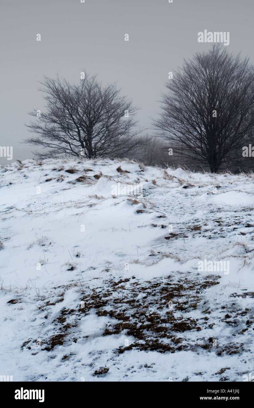 Winter snowscape, overcast weather in sparse woodland Stock Photo - Alamy