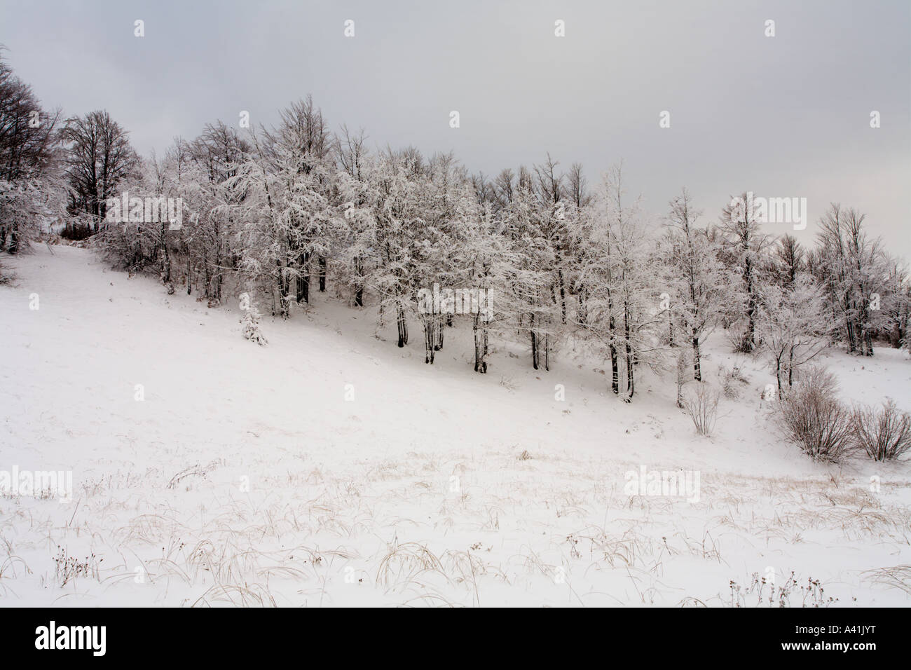Forest in white Stock Photo - Alamy