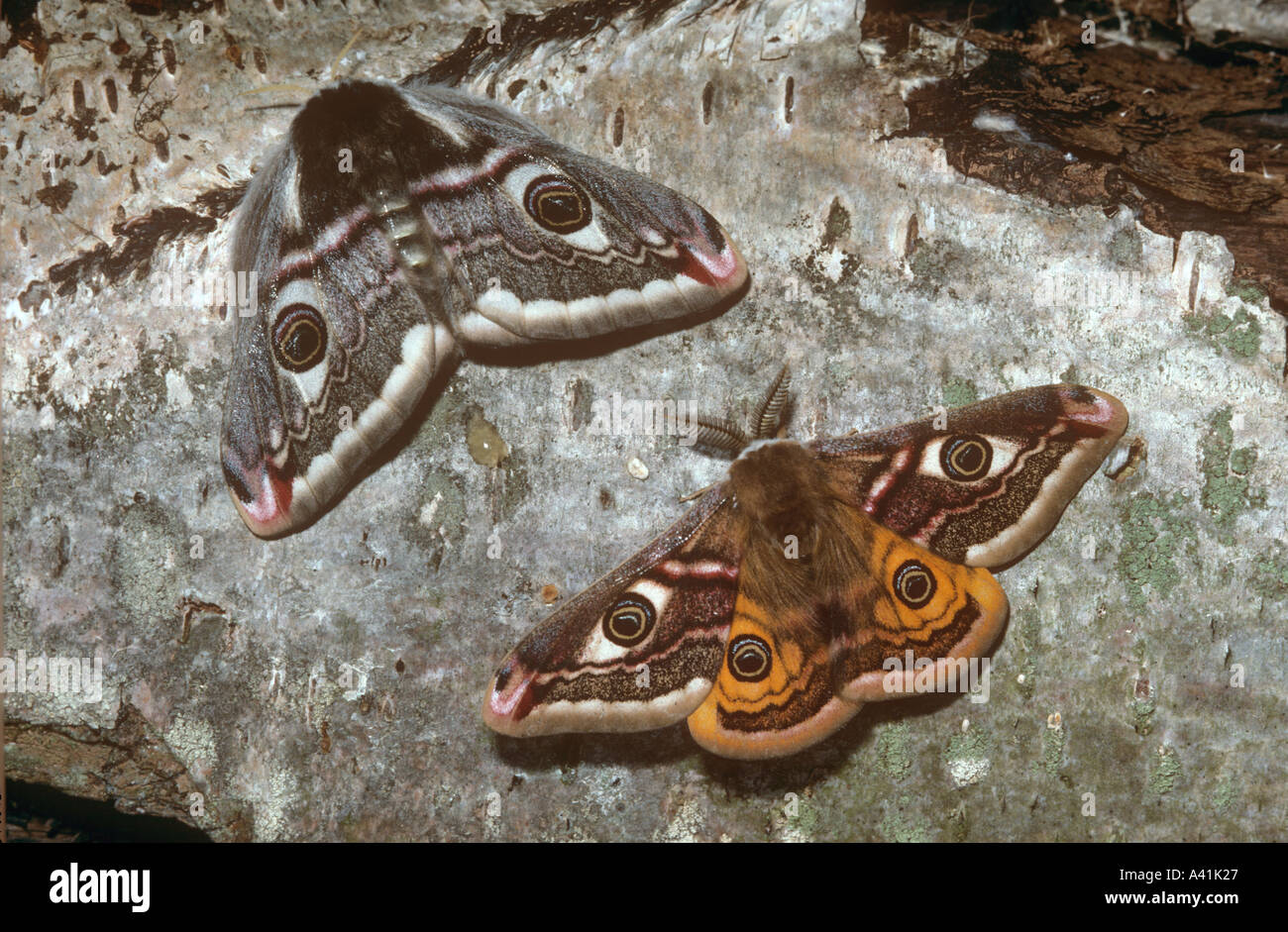Emperor moth antenna hi-res stock photography and images - Alamy