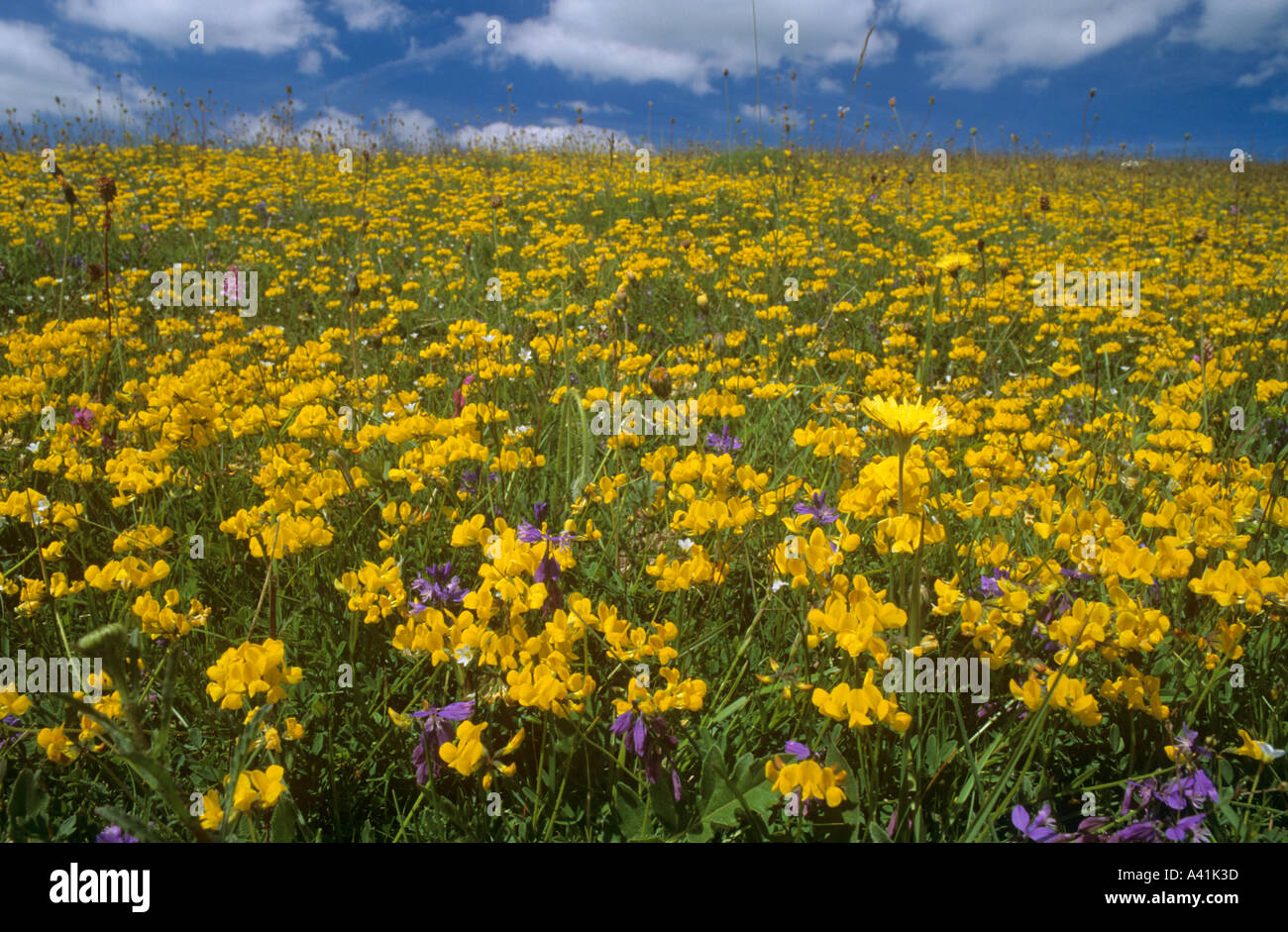 Mere wiltshire hi-res stock photography and images - Alamy