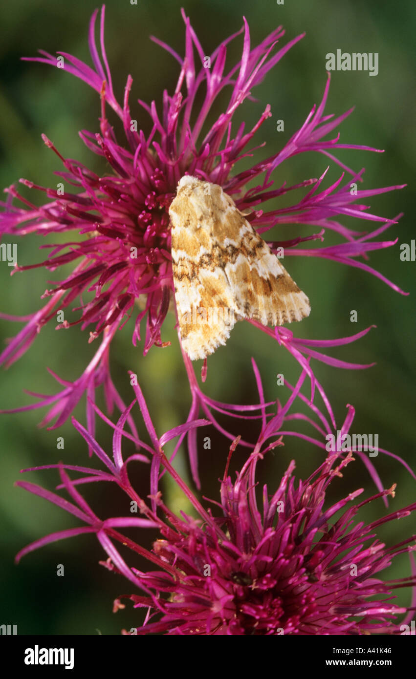Beautiful marbled moth hi-res stock photography and images - Alamy