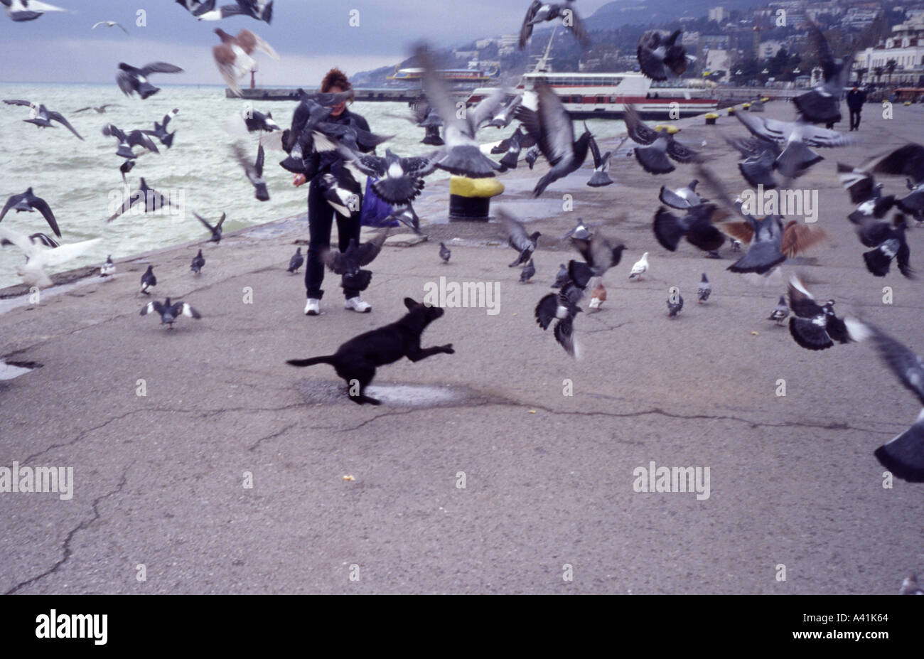 Dog chasing pigeons in Yalta Crimea Ukraine Stock Photo - Alamy