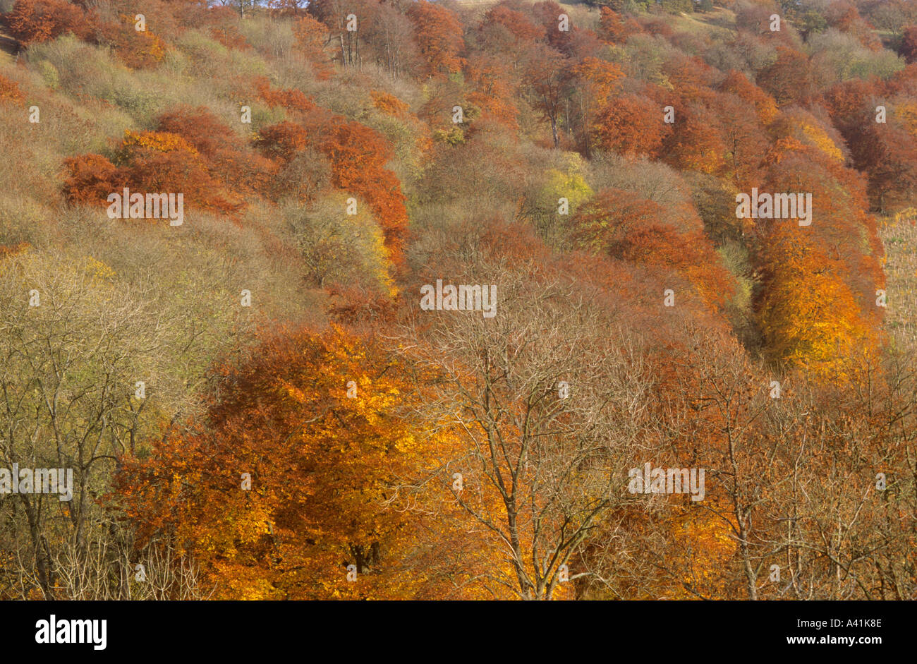Beech and Ash Trees Autumn Wiltshire Stock Photo - Alamy