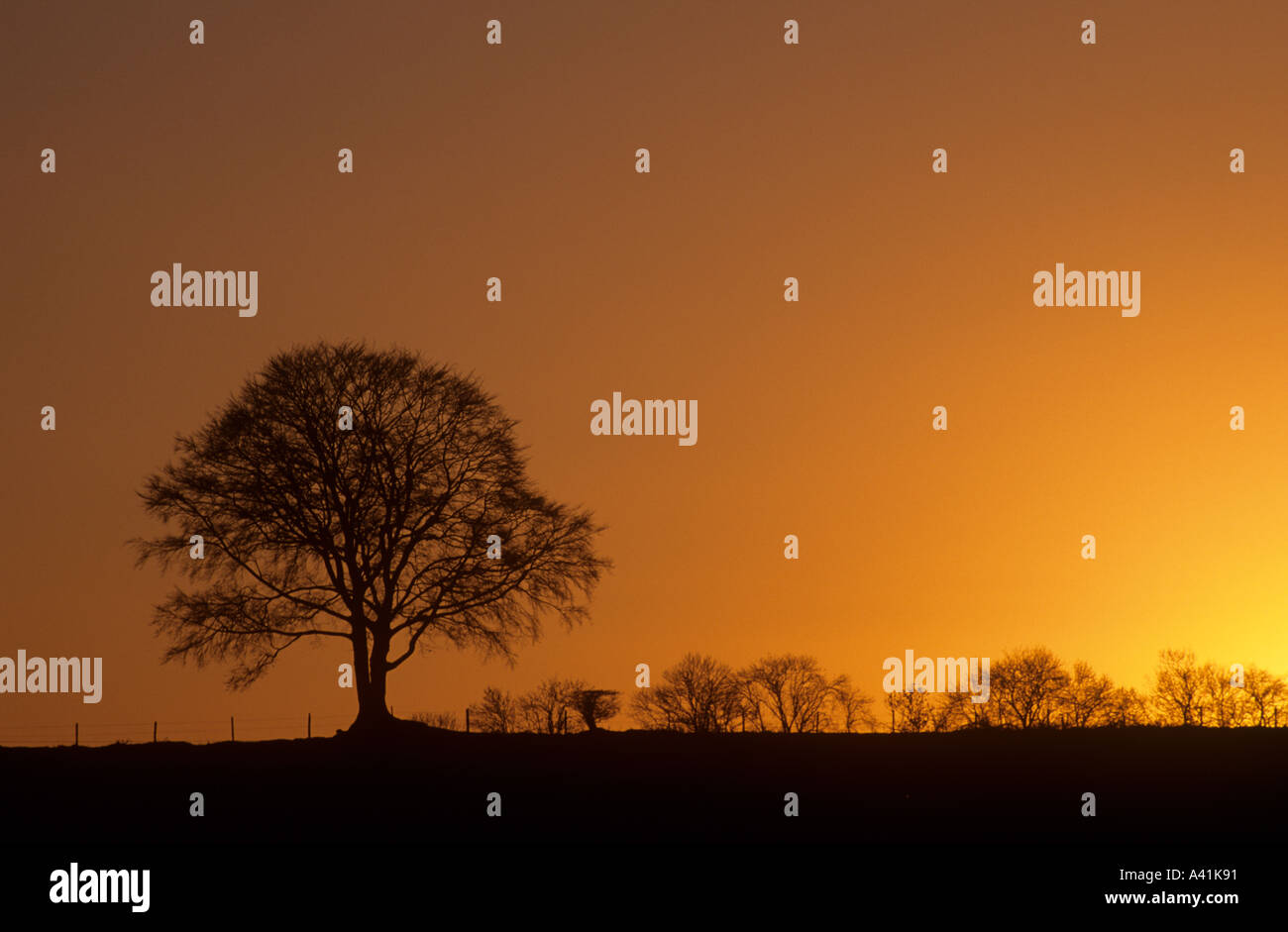 Beech Tree Hedgeline Silhouette Sunset Stock Photo - Alamy