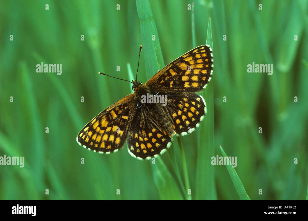 Blean national nature reserve hi-res stock photography and images - Alamy