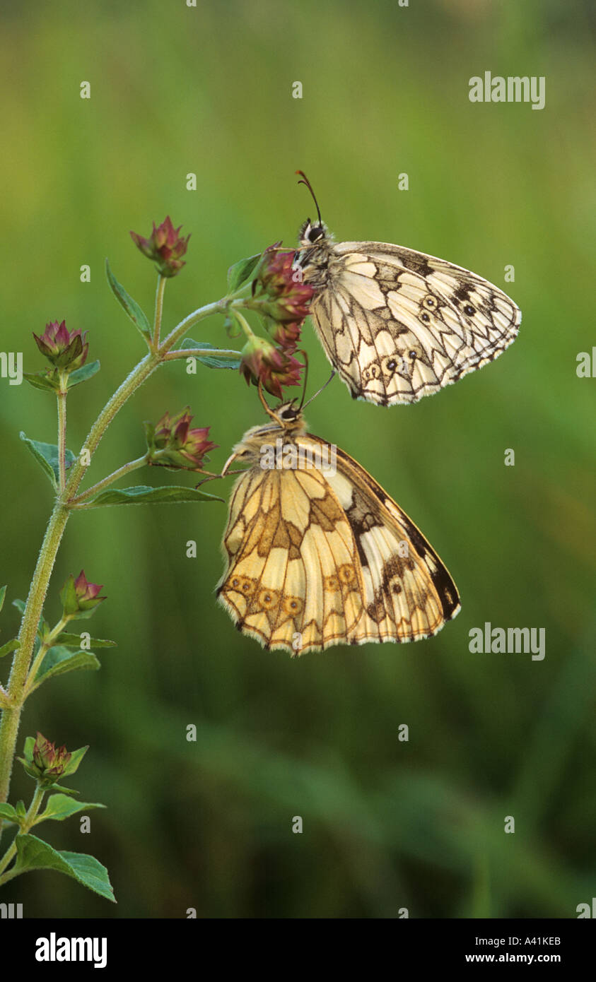Marbled White Butterflies Male above and Female below Kent England ...