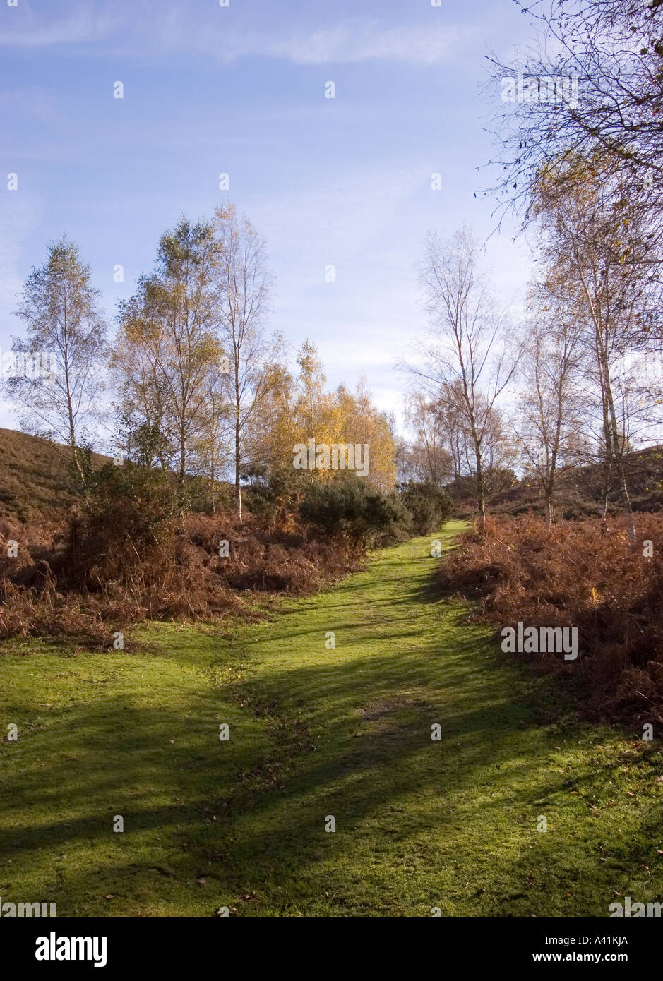Autumn New Forest scene, England Stock Photo - Alamy