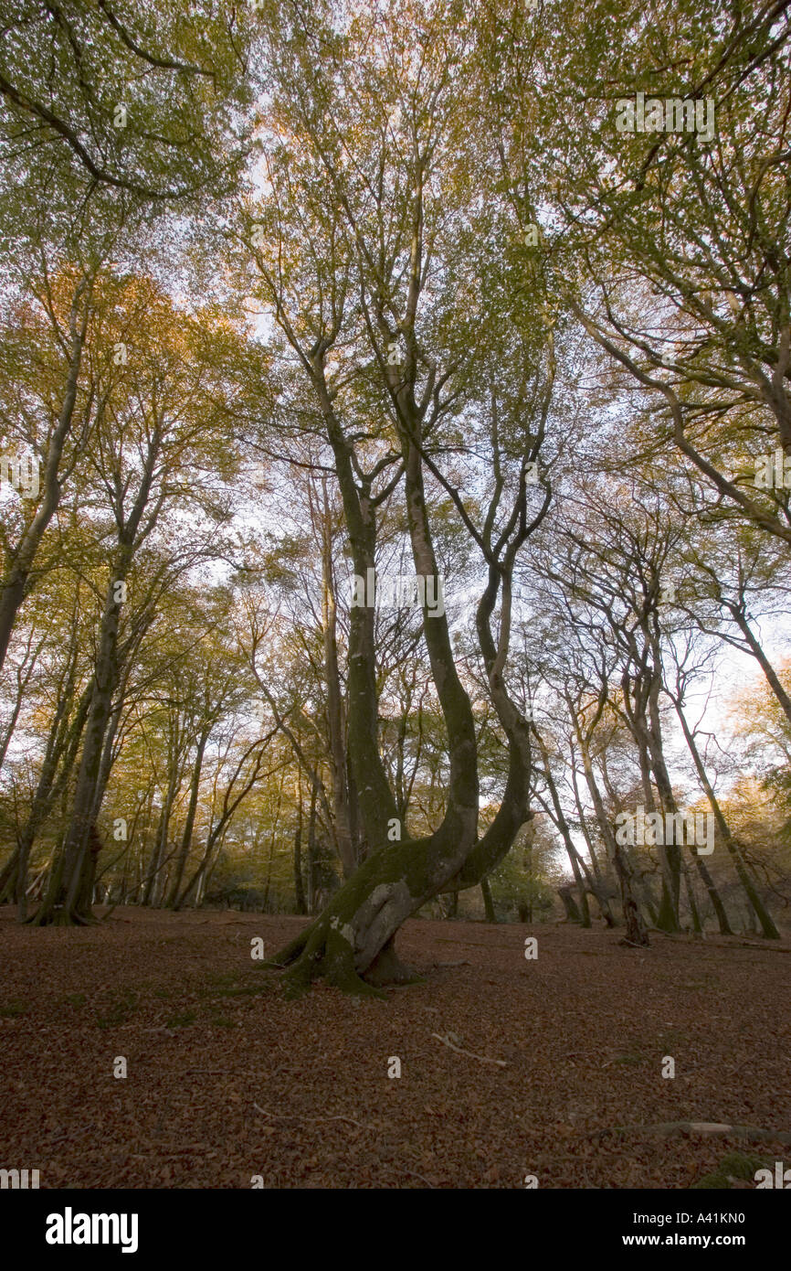 Autumn New Forest scene, England Stock Photo - Alamy