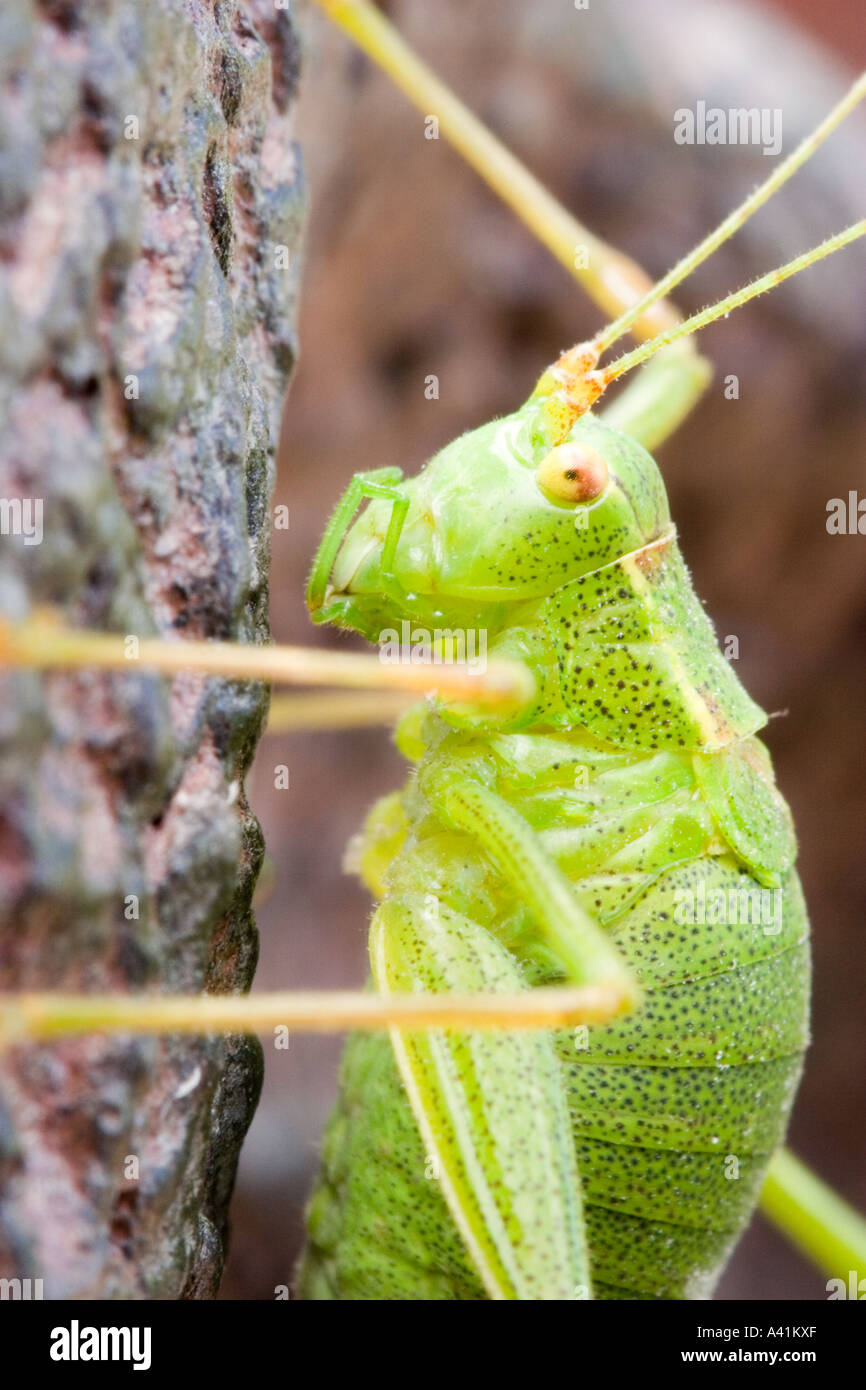 Bright green cricket hi-res stock photography and images - Alamy
