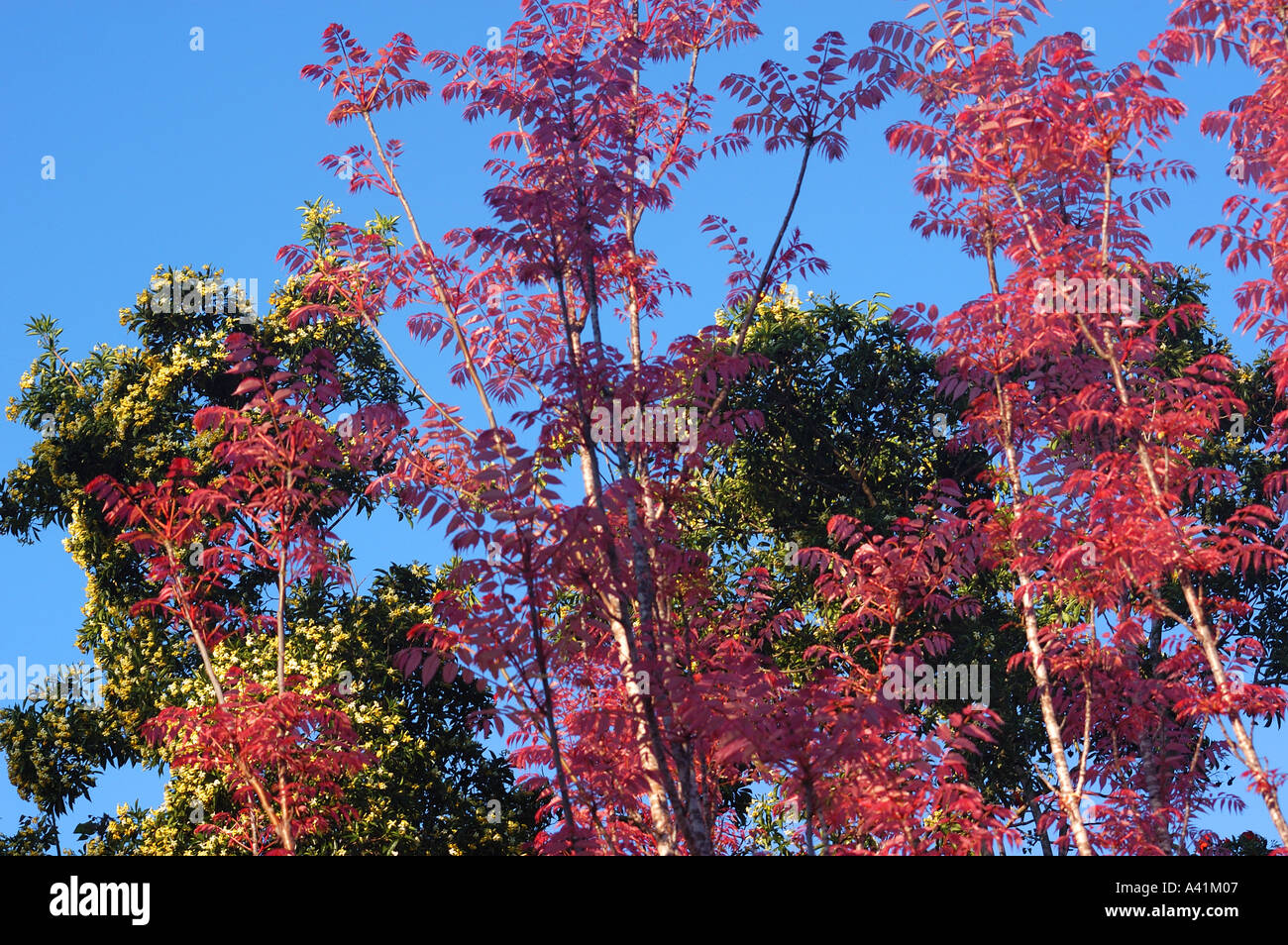 Chinese Toon Tree Stock Photo - Alamy