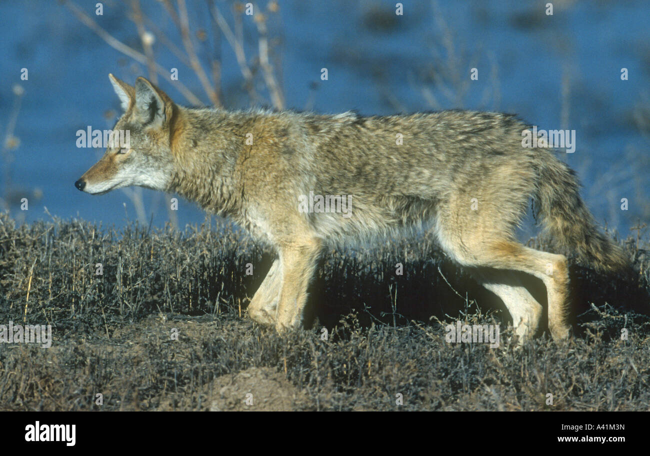 New mexico coyote hi-res stock photography and images - Alamy