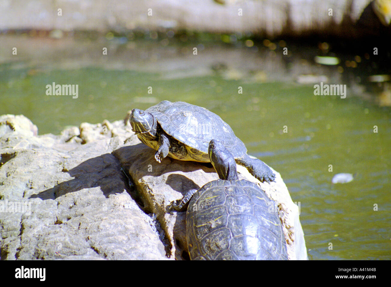 Yellow spotted sidenecked turtle hi-res stock photography and images ...