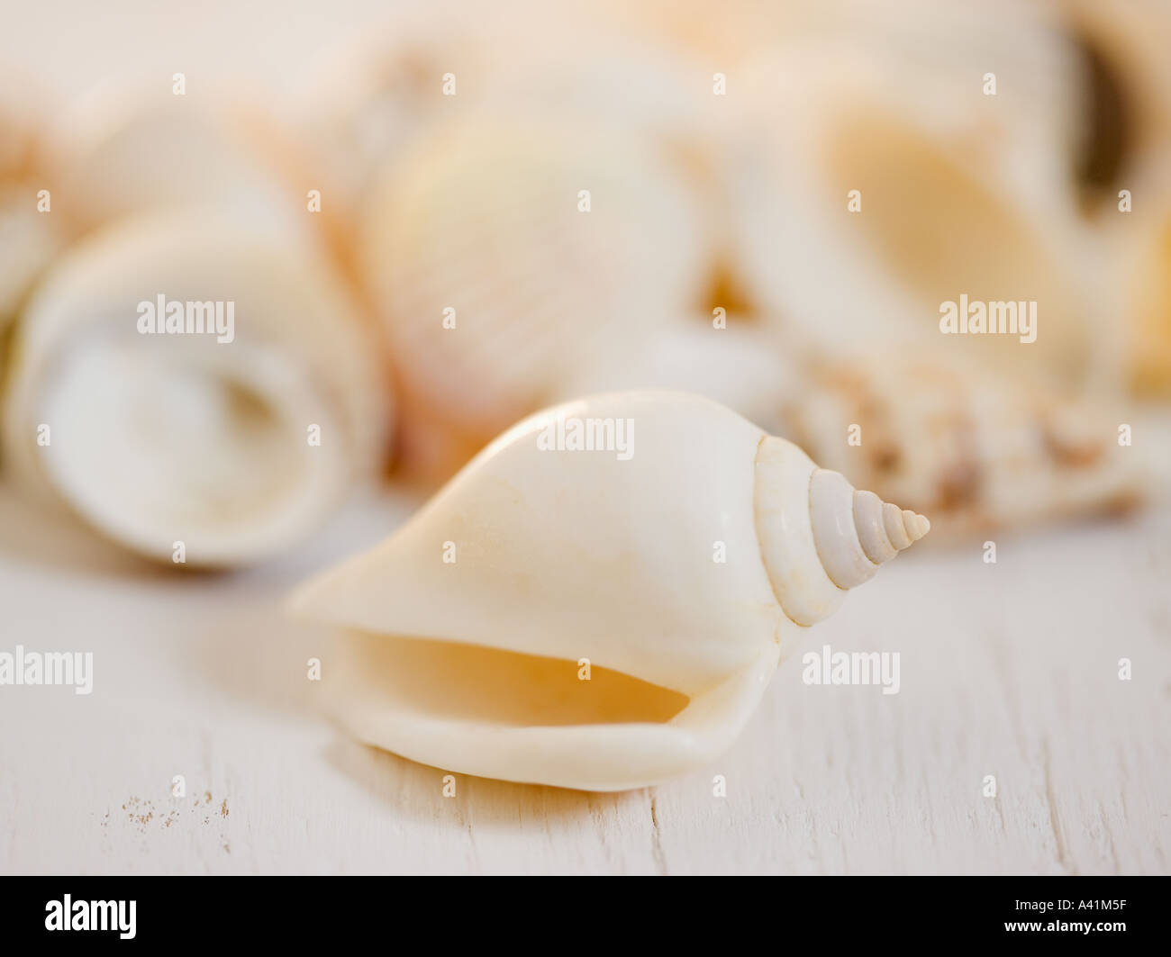 Seashell shapes hi-res stock photography and images - Alamy