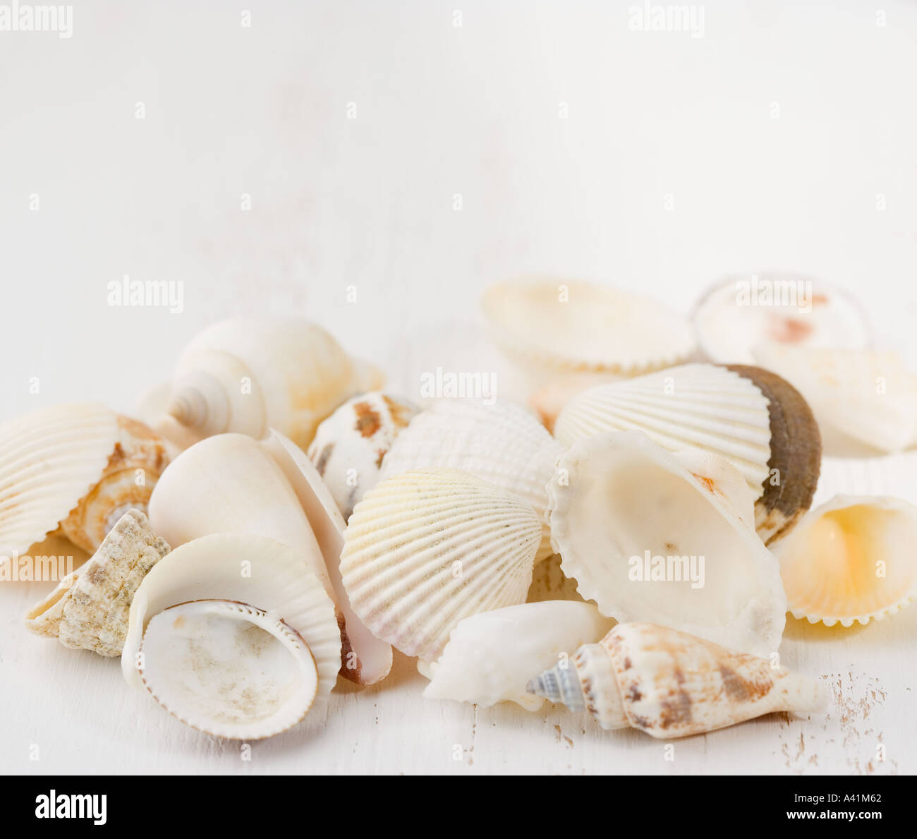 Variety of shell forms hi-res stock photography and images - Alamy