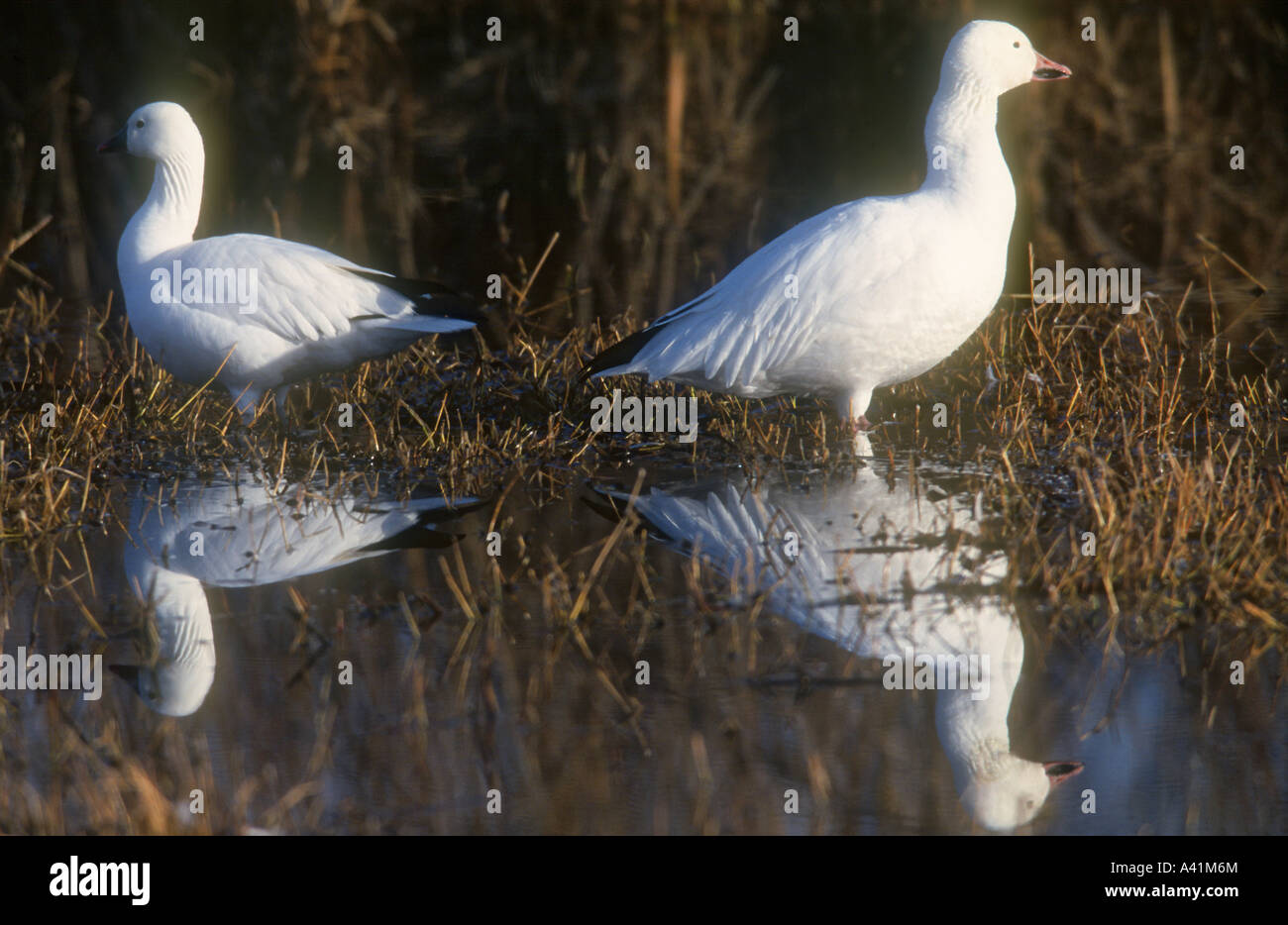 Ross goose hi-res stock photography and images - Alamy
