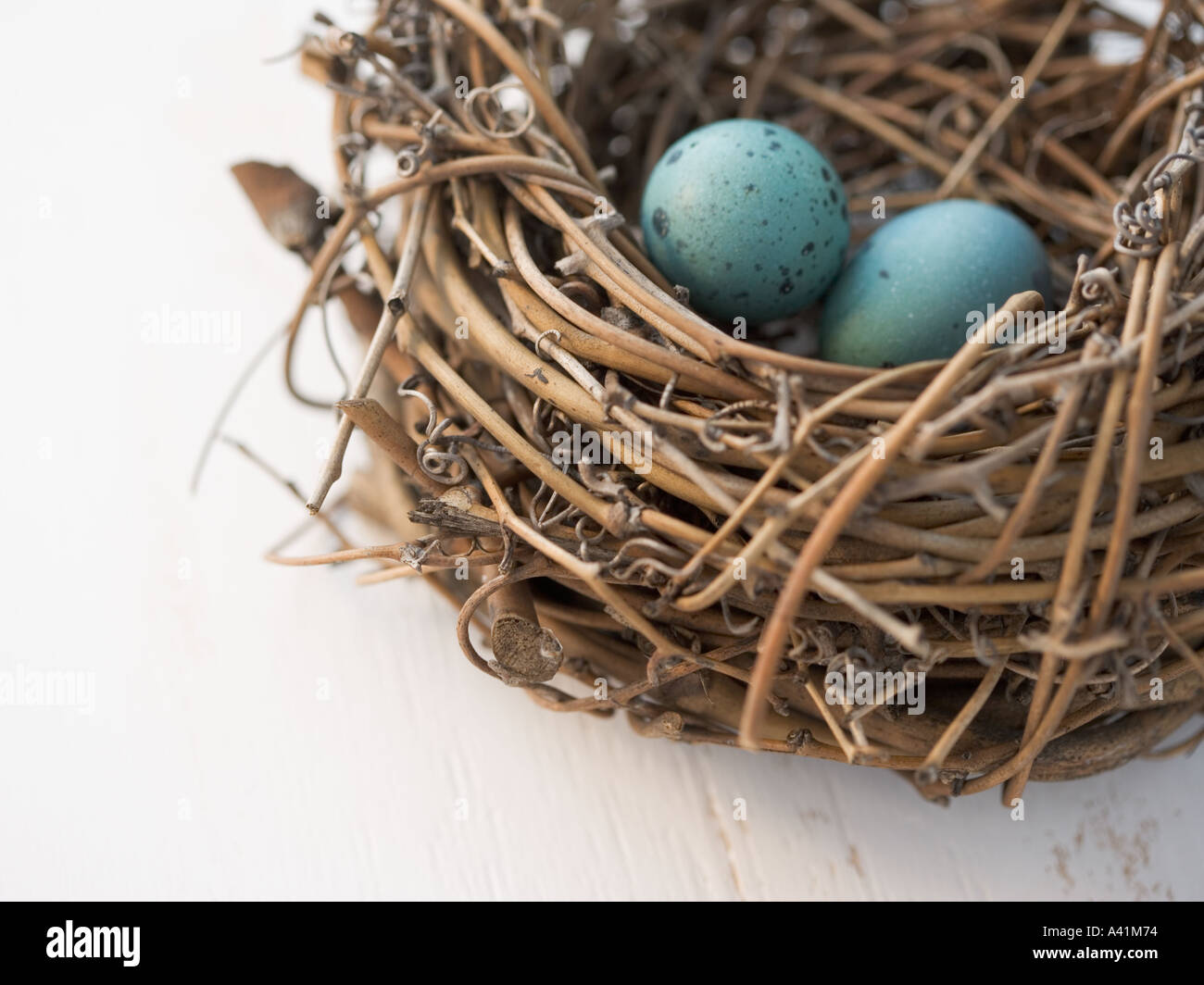 Bird incubates eggs in nest hi-res stock photography and images - Alamy