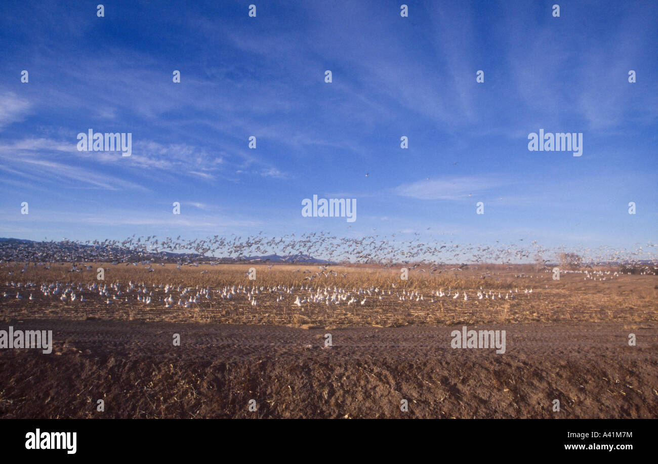 snow geese taking off from farm fields Stock Photo - Alamy