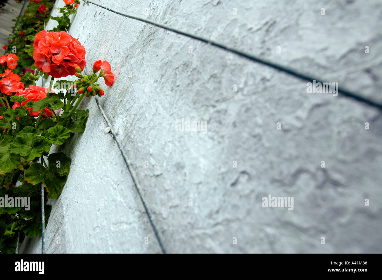 Wall climbing red geranium in a greenhouse open to members of the ...