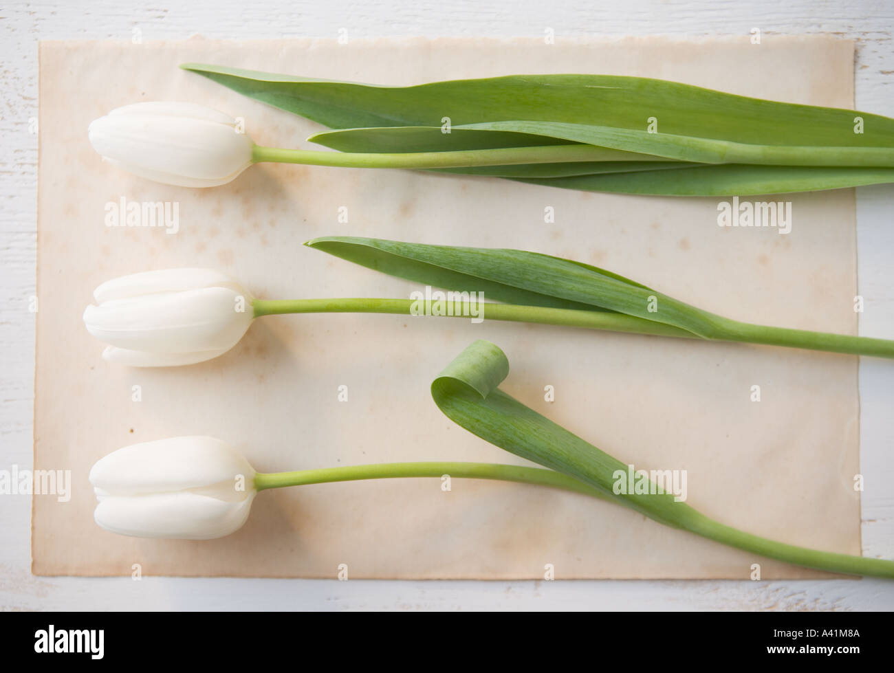 Three tulip blooms hi-res stock photography and images - Alamy
