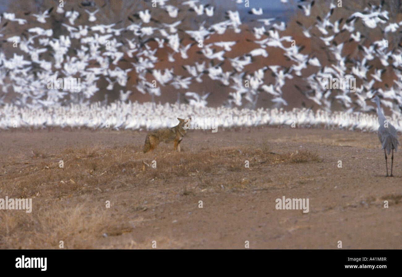 coyote scaring flock of snow geese Stock Photo - Alamy