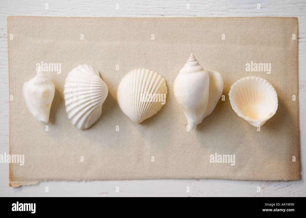 Overhead view of seashells Stock Photo - Alamy