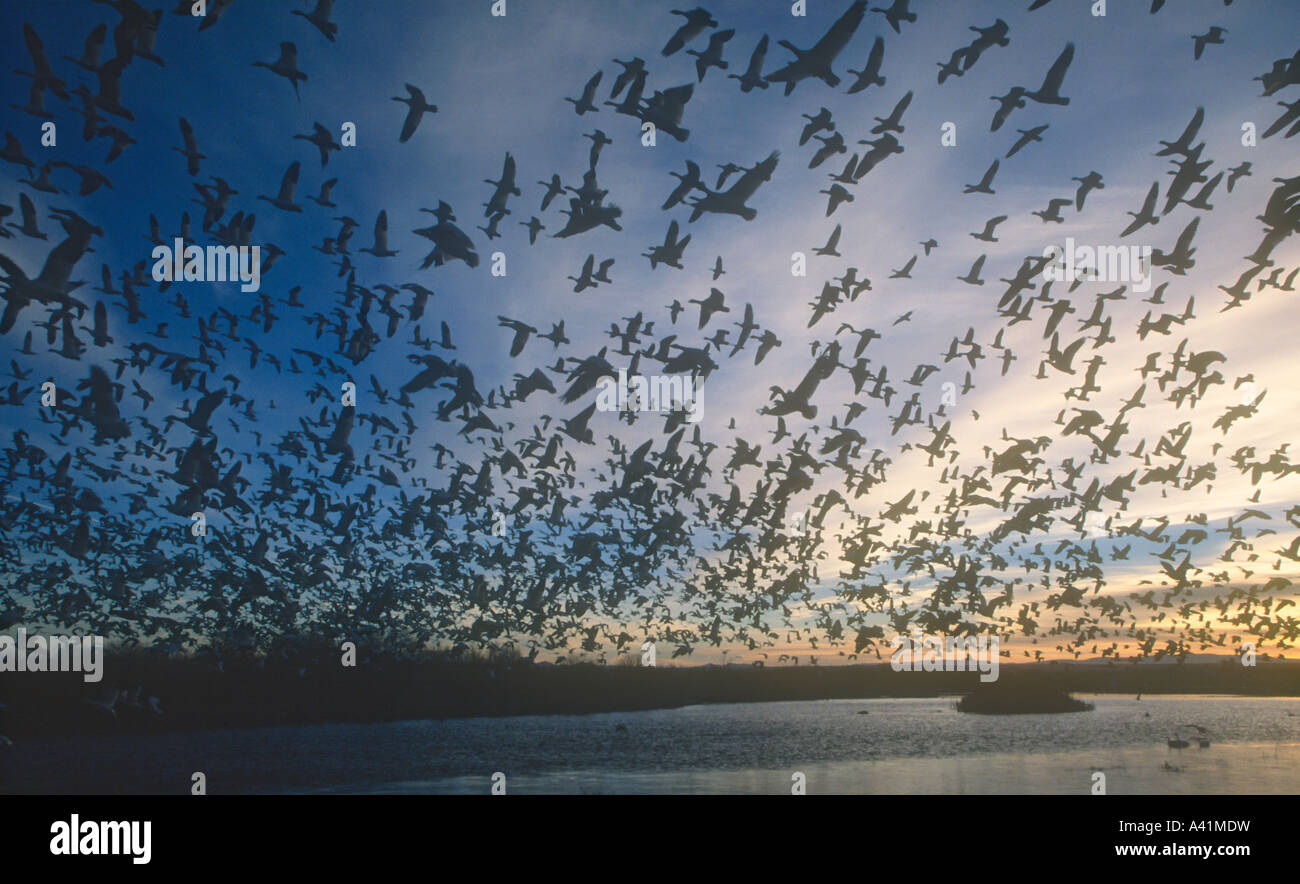 snow geese flock taking off at dawn Stock Photo - Alamy