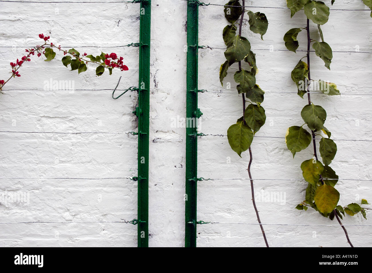 Starnge lines of climbing plants set against the securing wires of a ...