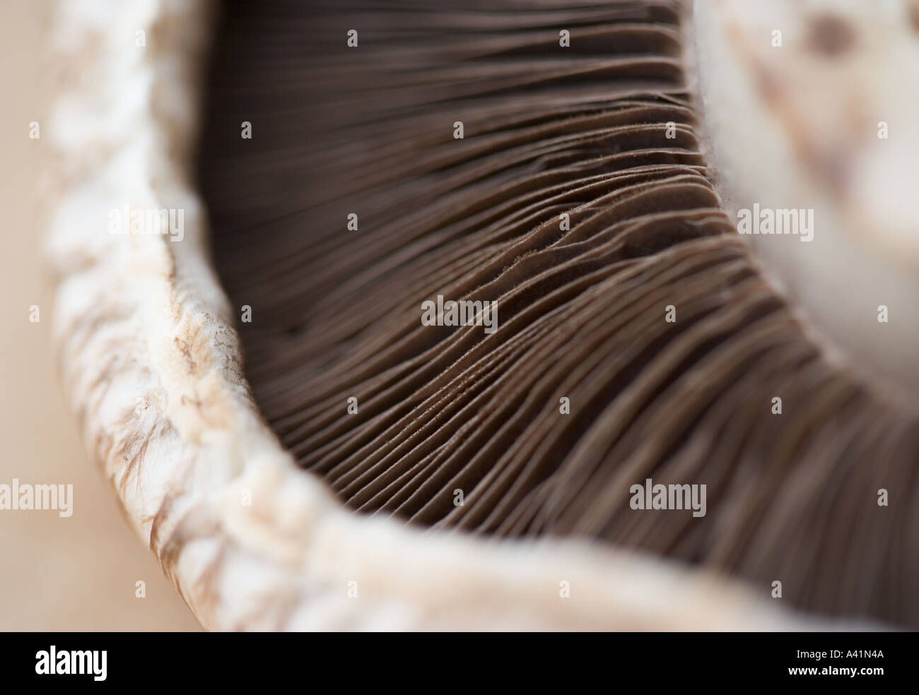 Circular mushroom hi-res stock photography and images - Alamy