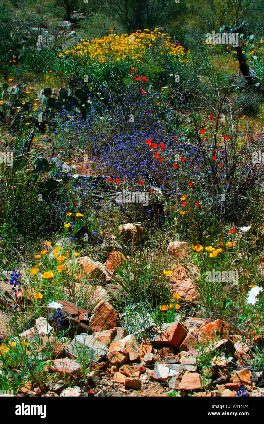 Multi Colored Wildflowers Paint a Beautiful Pallet against the harsh ...