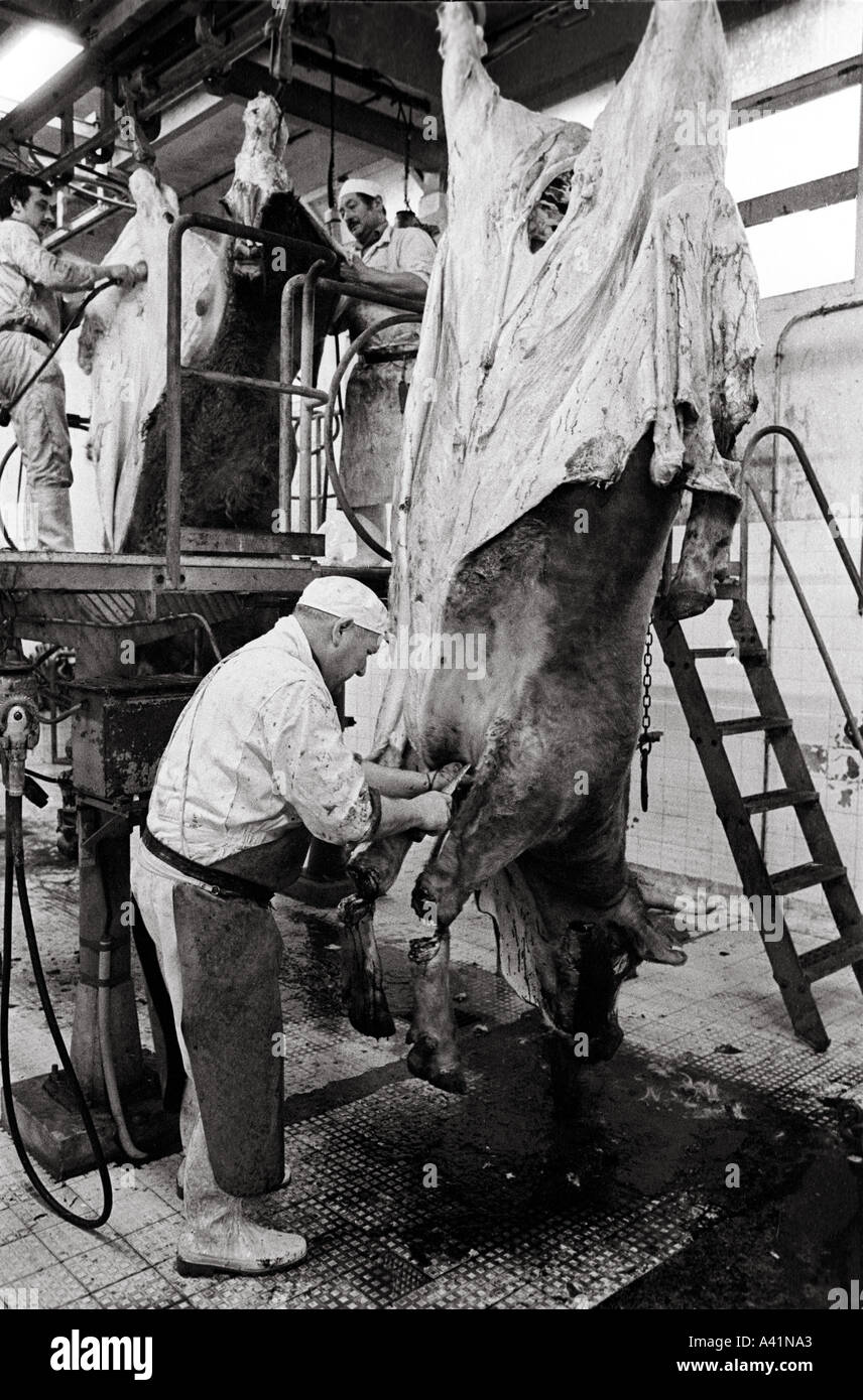 Slaughtering High Resolution Stock Photography and Images - Alamy