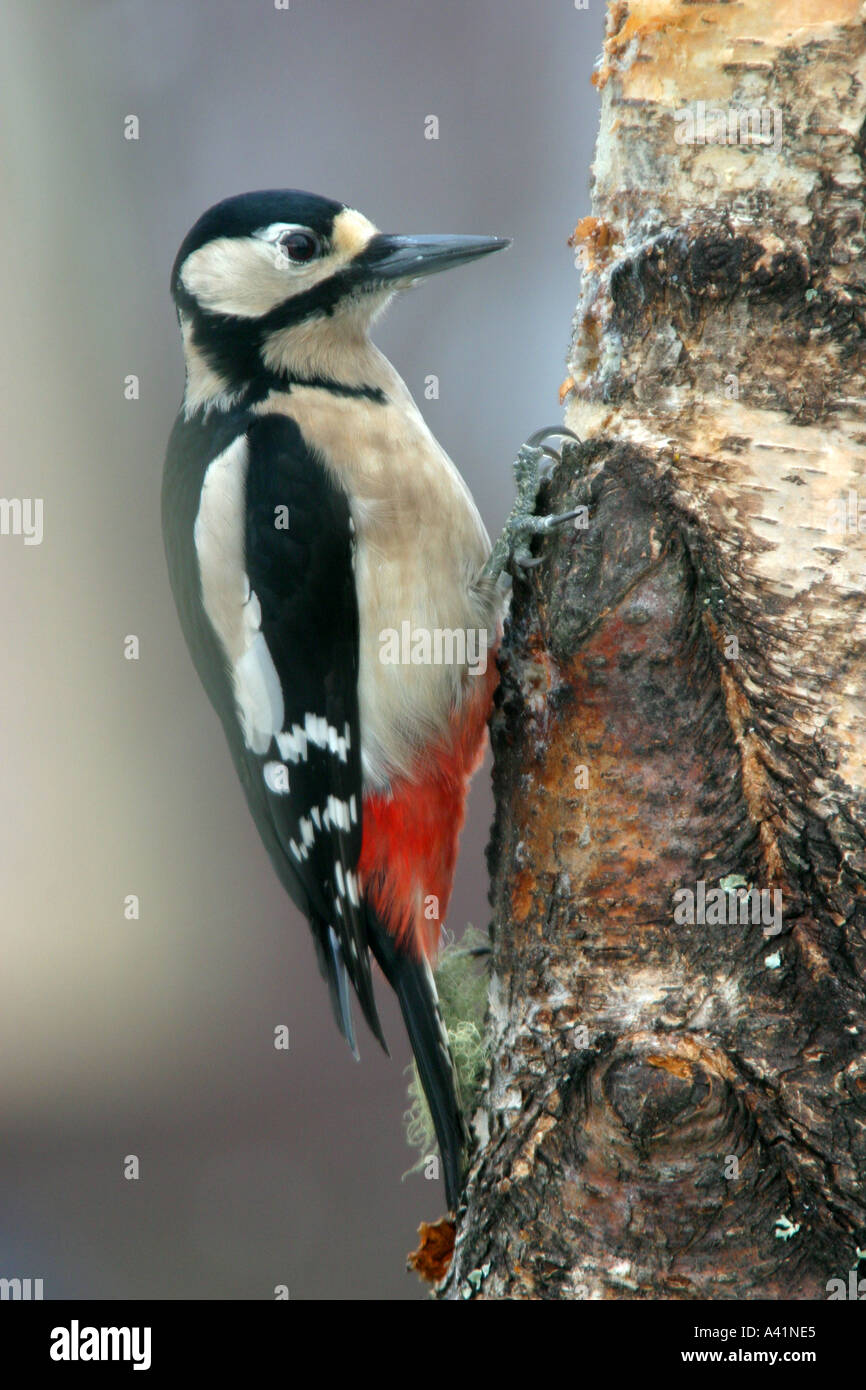 Uk woodpecker hi-res stock photography and images - Alamy