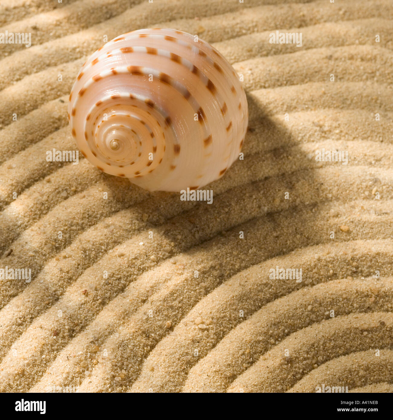 Seashell patterns hi-res stock photography and images - Alamy