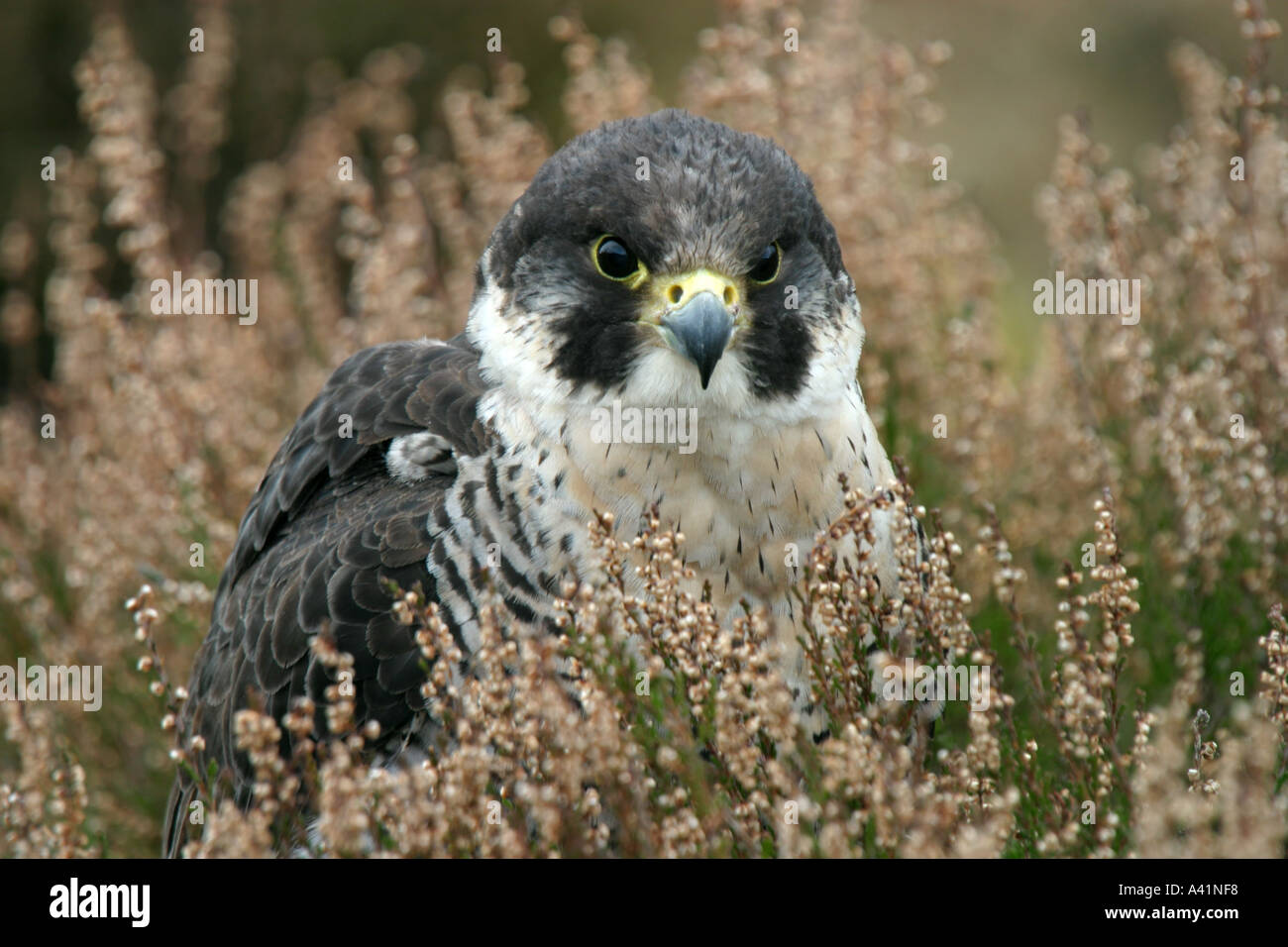 Peregrine Falcon sitting amongst the heather Glenfeshie Scotland Stock ...