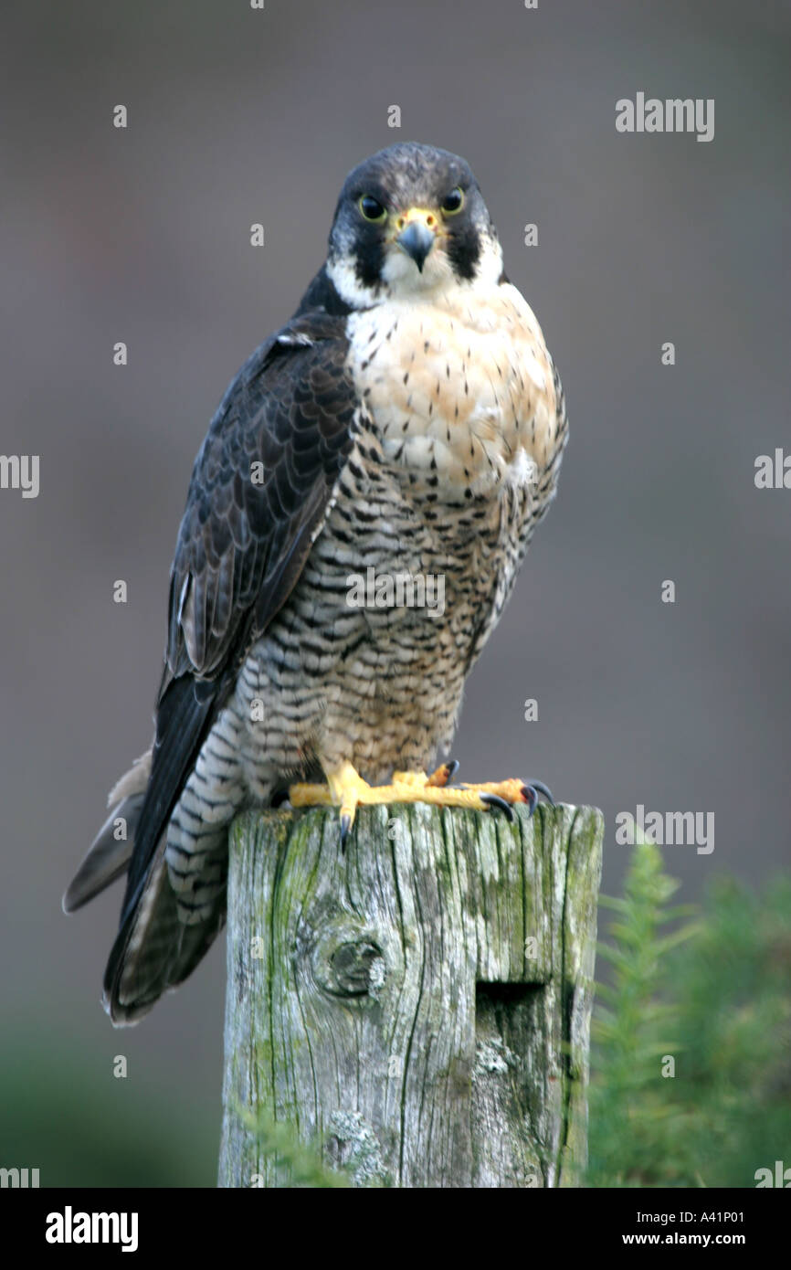 Peregrine Falcon sitting on post Glen Feshie, Kingussie, Scotland Stock Photo - Alamy