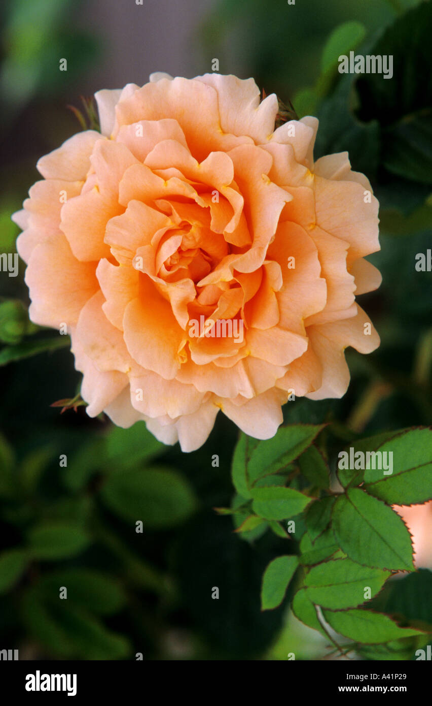 Rose plants plant hi-res stock photography and images - Alamy