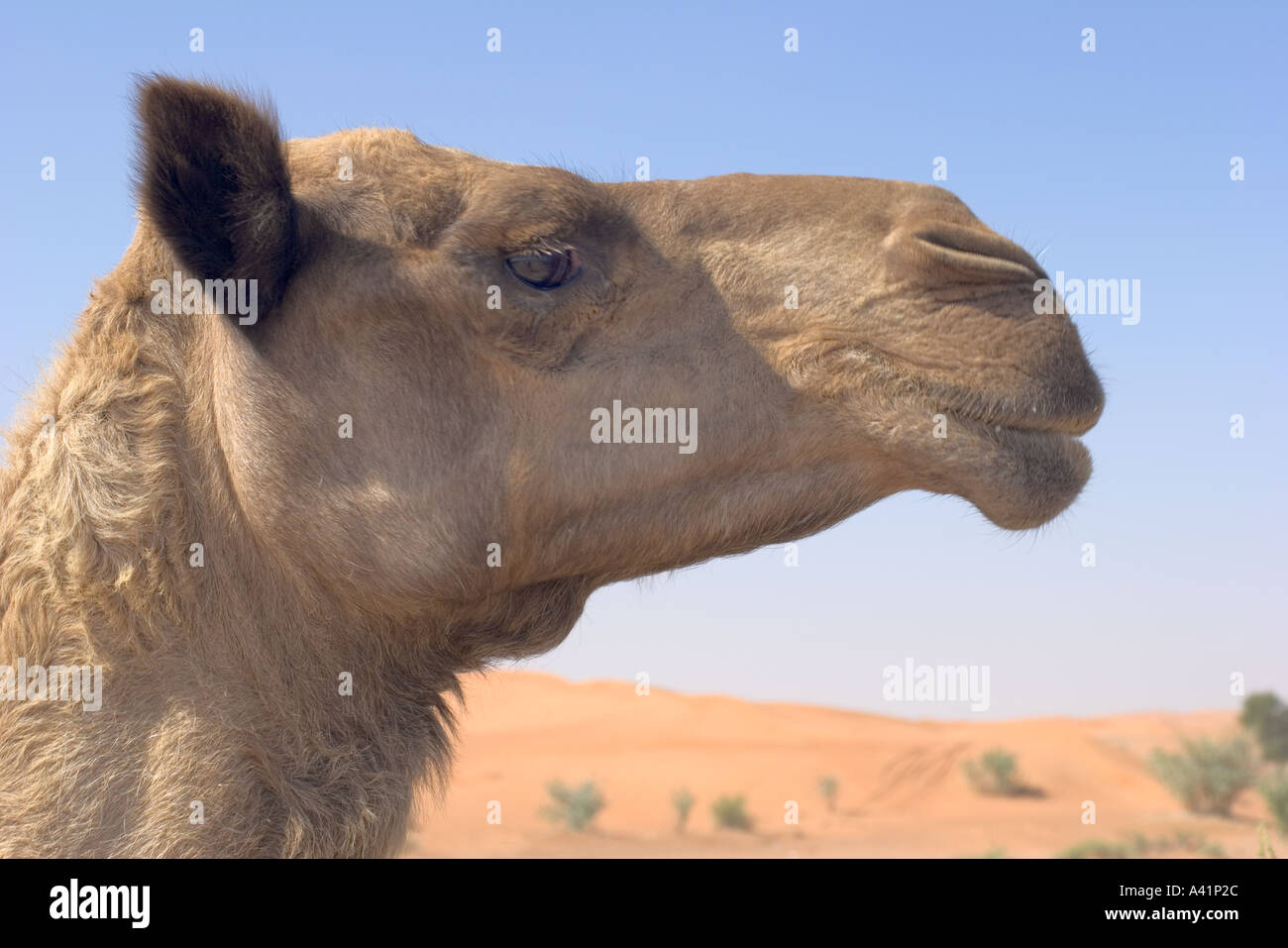 Camel in the desert Stock Photo - Alamy
