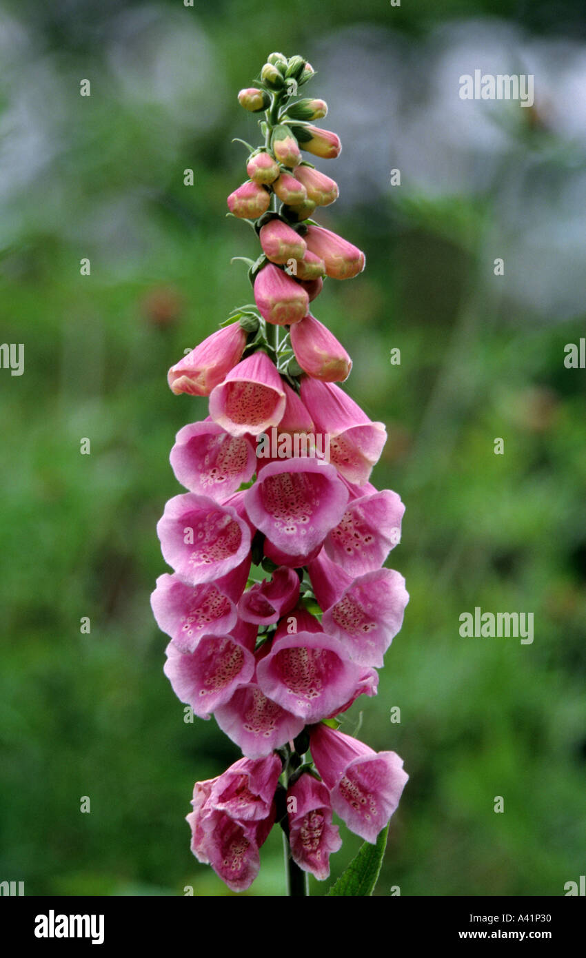 Digitalis plants hi-res stock photography and images - Alamy