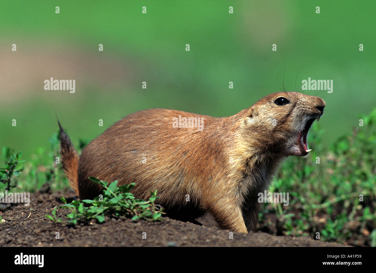 Mammals in north america hi-res stock photography and images - Alamy