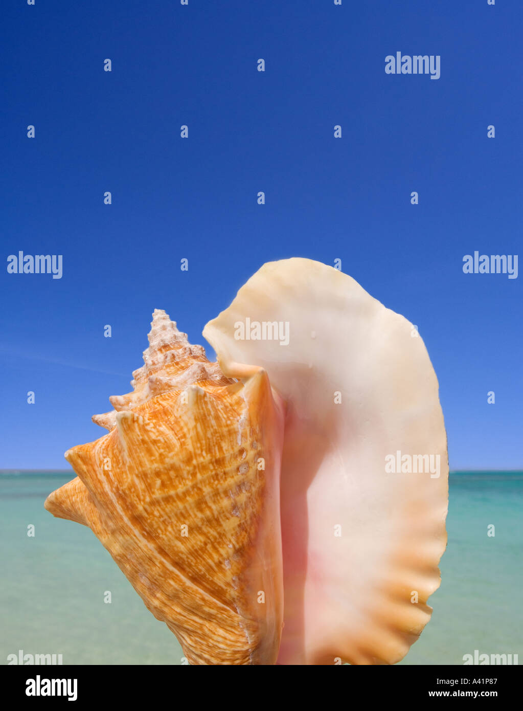 Still life of seashell Stock Photo - Alamy