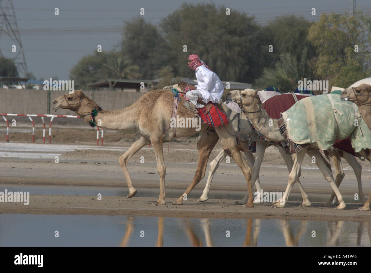 Racing camels in Dubai United Arab Emirates Stock Photo - Alamy