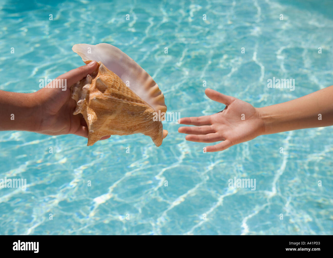 Conch shell hands hi-res stock photography and images - Alamy