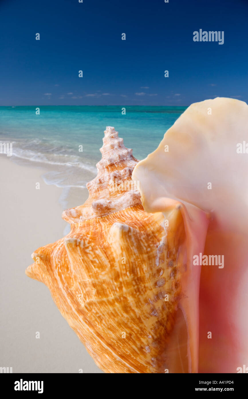 Still life of seashell at beach Stock Photo - Alamy