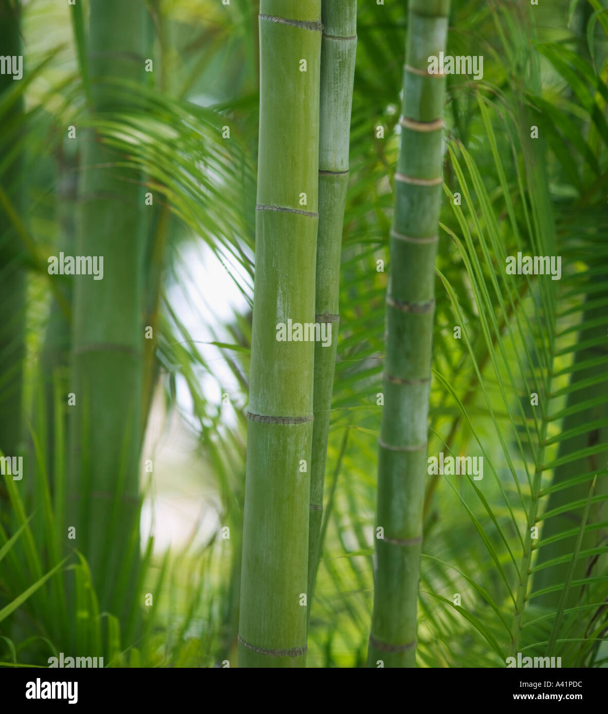 Bamboo Stock Photos & Bamboo Stock Images - Alamy