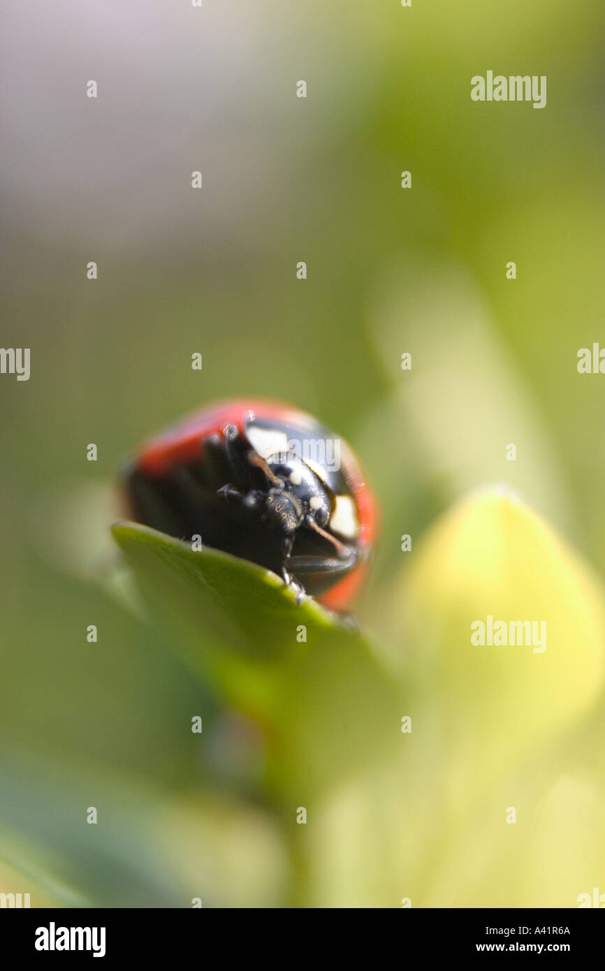 Leaf eating lady bird hi-res stock photography and images - Alamy