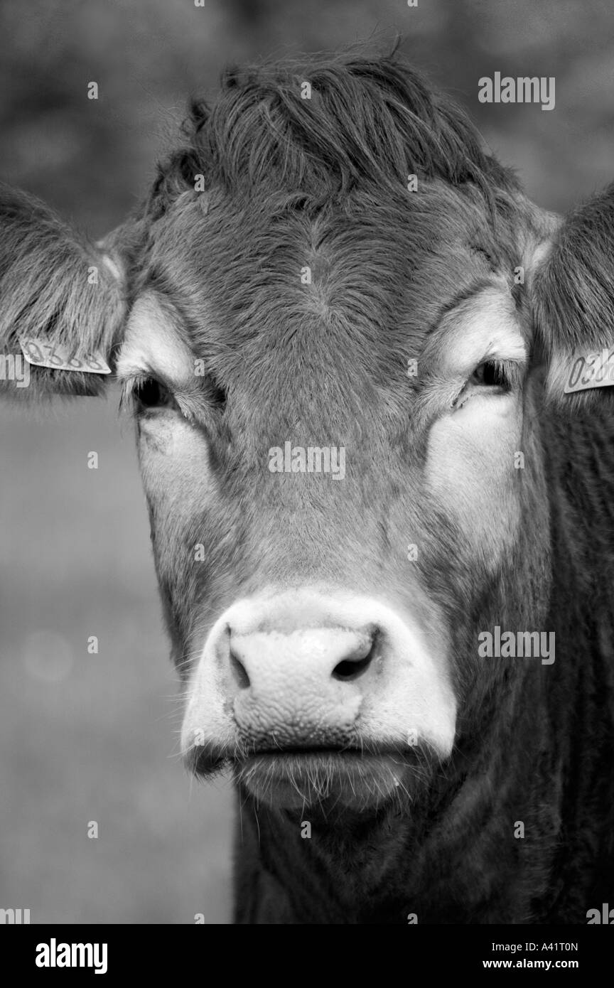 Cow looking up Black and White Stock Photos & Images - Alamy