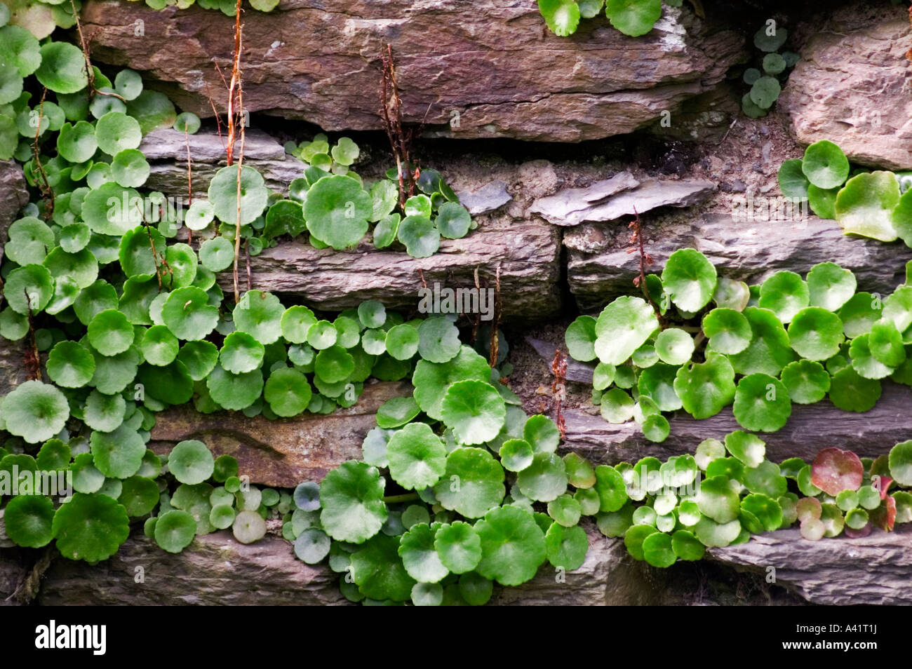Old Valentia Slate Wall Stock Photo - Alamy
